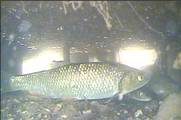 Caches à Poissons - StreamAndRiver