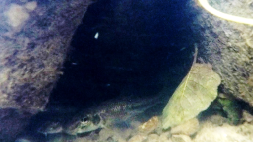 Caches à Poissons - StreamAndRiver